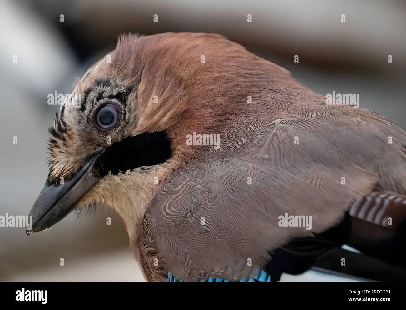 An eurasian jay photo close up hi-res stock photography and images - Alamy