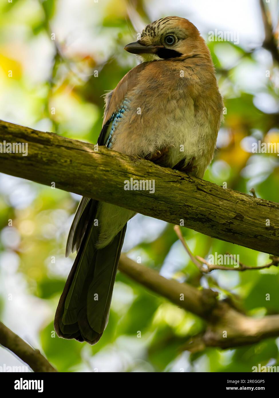 Blue jay bird butterfly hi-res stock photography and images - Alamy