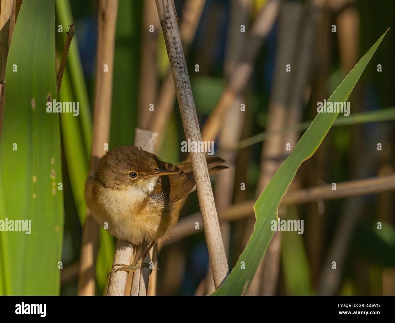 Common reed warbler in a green setting sitting on a reed Stock Photo ...