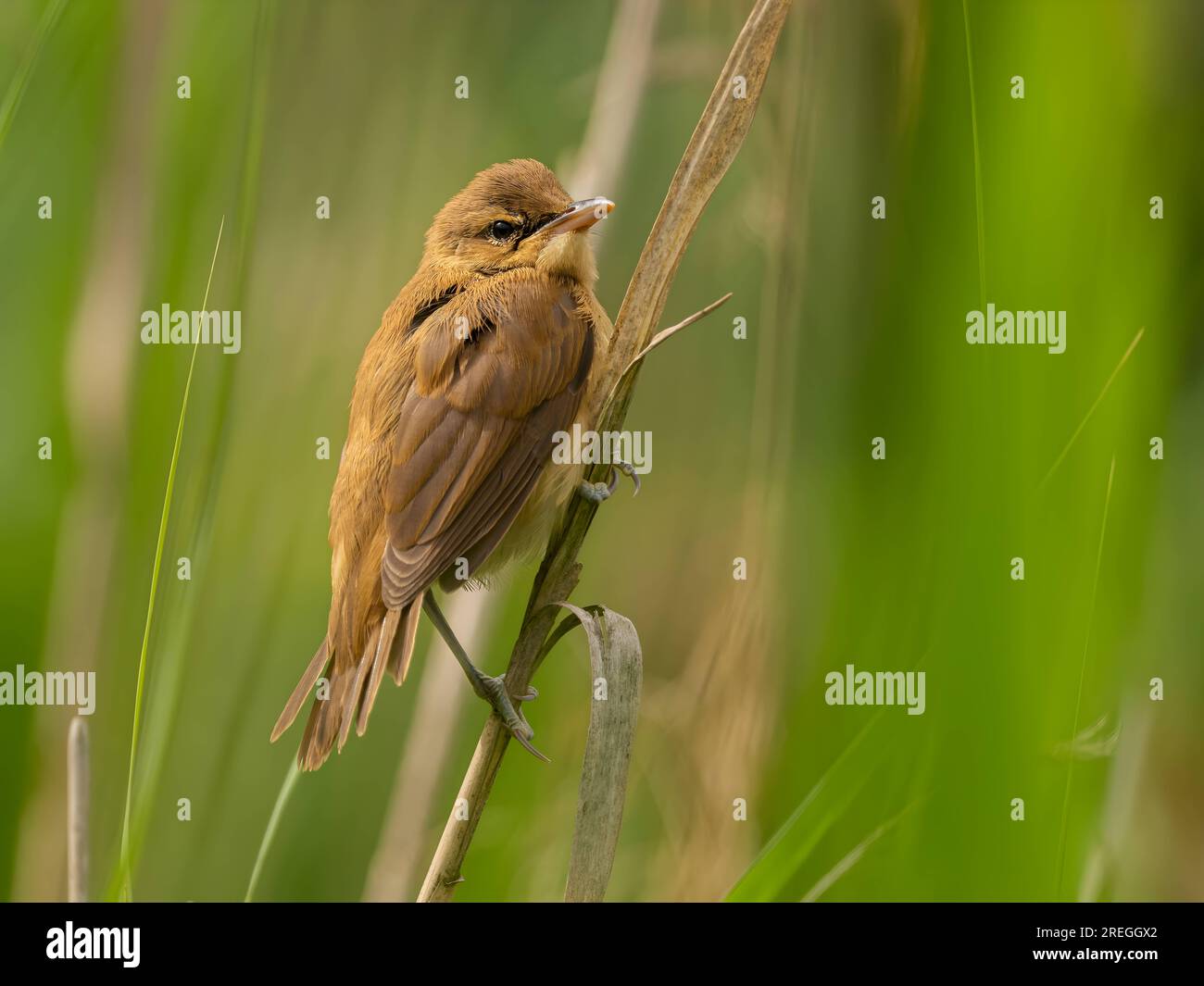 Great Reed Warbler on a tree branch, with a green background Stock ...