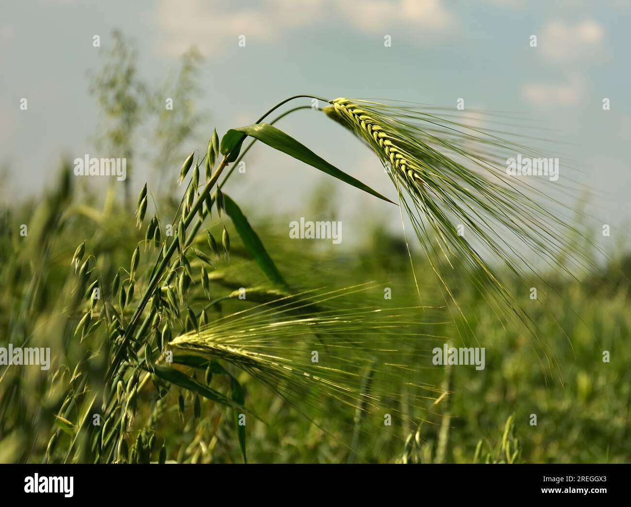 Agriculture wheat farm field crop gold plant cereal food hi-res stock ...