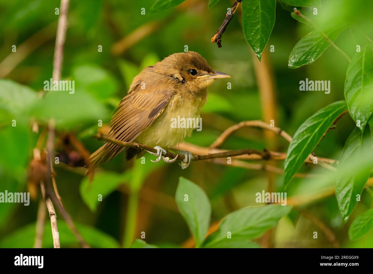 Great Reed Warbler sitting on a branch in the middle of the greenery ...