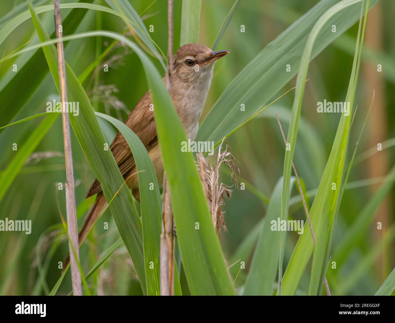 Marsh warbler male and female hi-res stock photography and images - Alamy