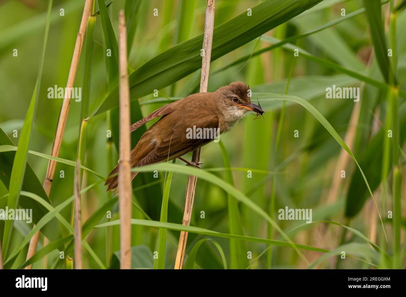 Great reed warbler sitting on a spigot with a worm in its beak Stock ...