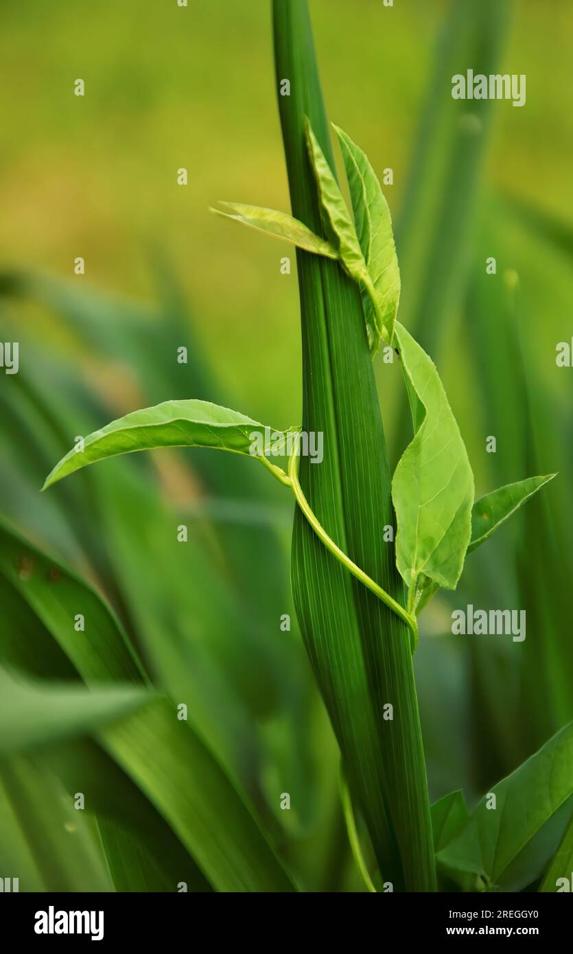 The green leaves of two plants Stock Photo - Alamy