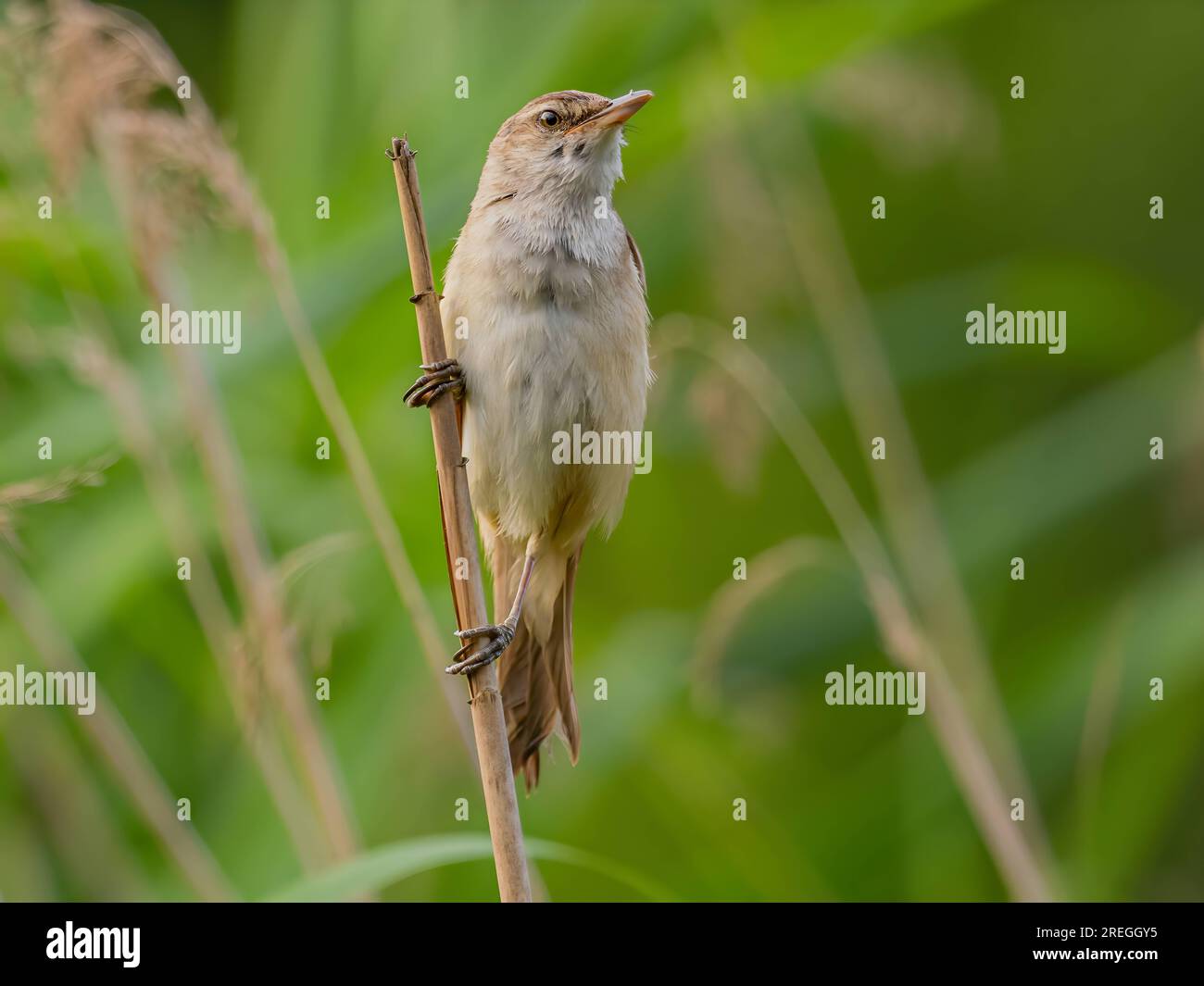 Great reed warbler sitting on a spigot Stock Photo - Alamy