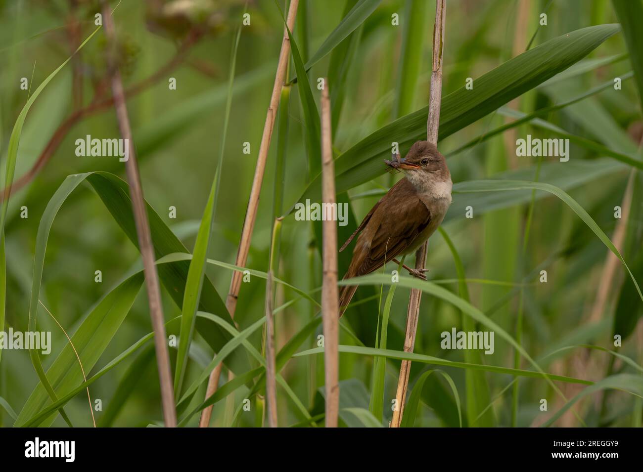 Great reed warbler sitting on a spigot with a worm in its beak Stock ...