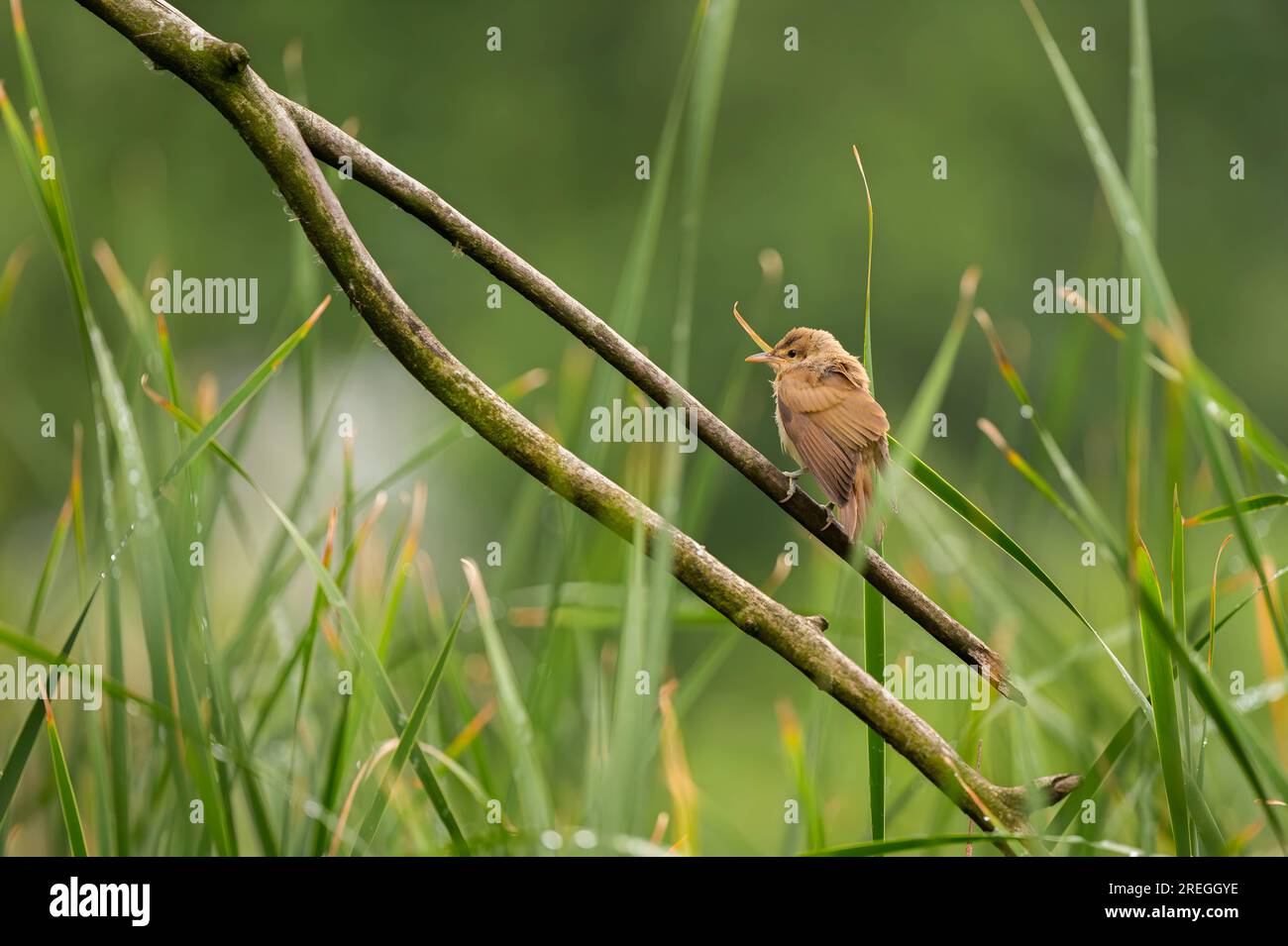 Great Reed Warbler sitting on a branch in the middle of the greenery ...