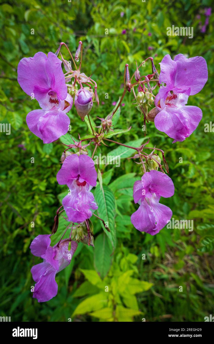 Himalayan balsam is now a naturalised plant hi-res stock photography ...