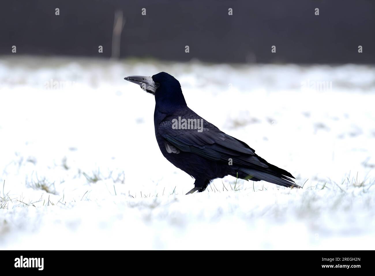 Raven in outdoor setting hi-res stock photography and images - Alamy