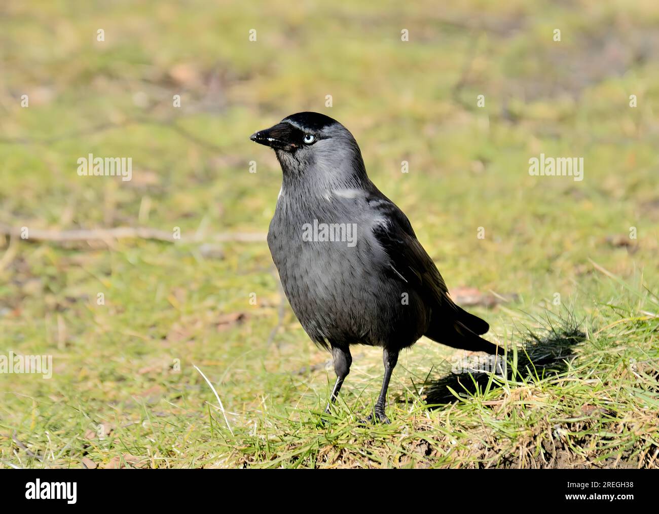 Jackdaw perching on bird hi-res stock photography and images - Alamy