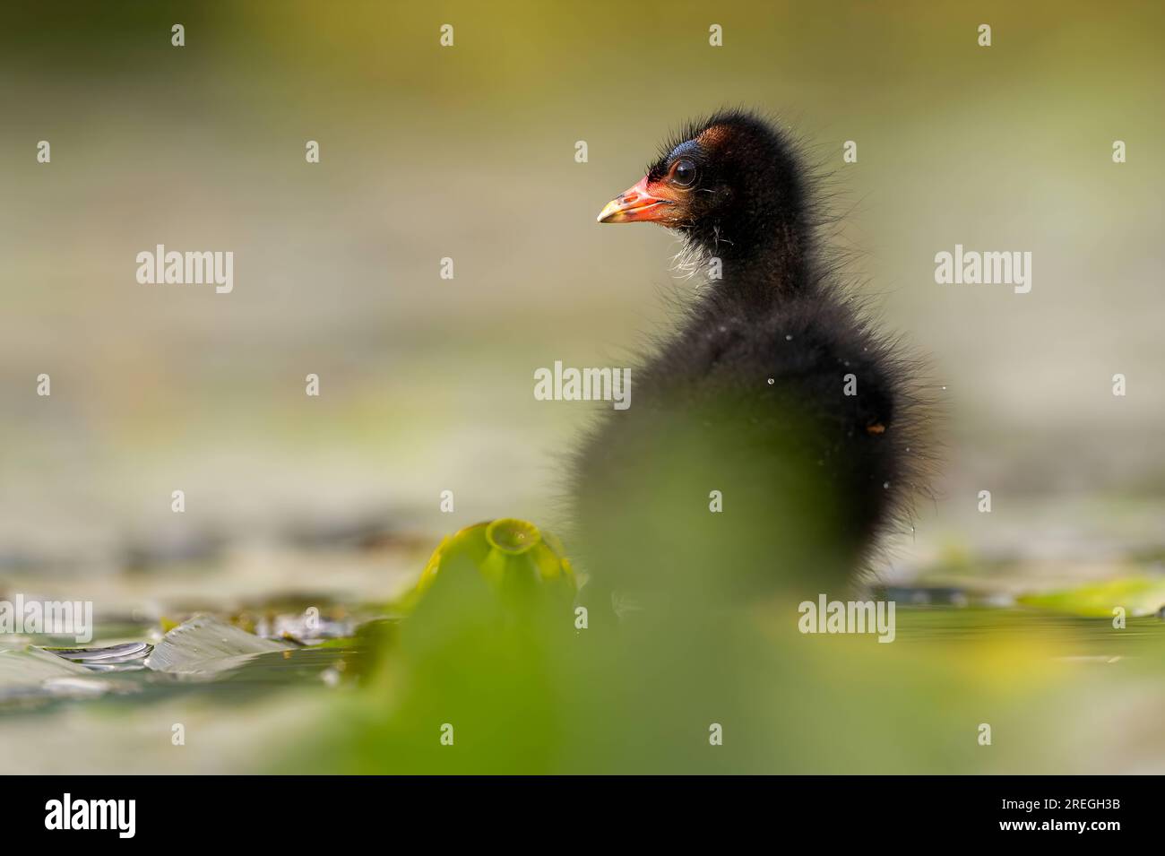 Baby common moorhen on the water, beautifully captured water Stock ...