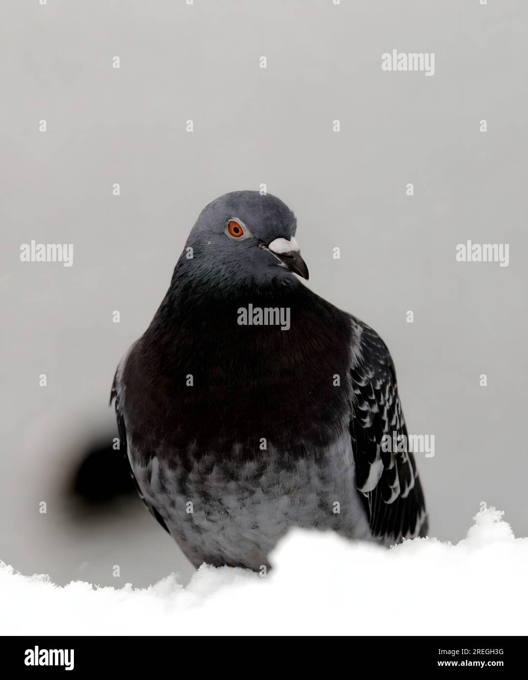 A city pigeon in a winter scene in the snow Stock Photo - Alamy