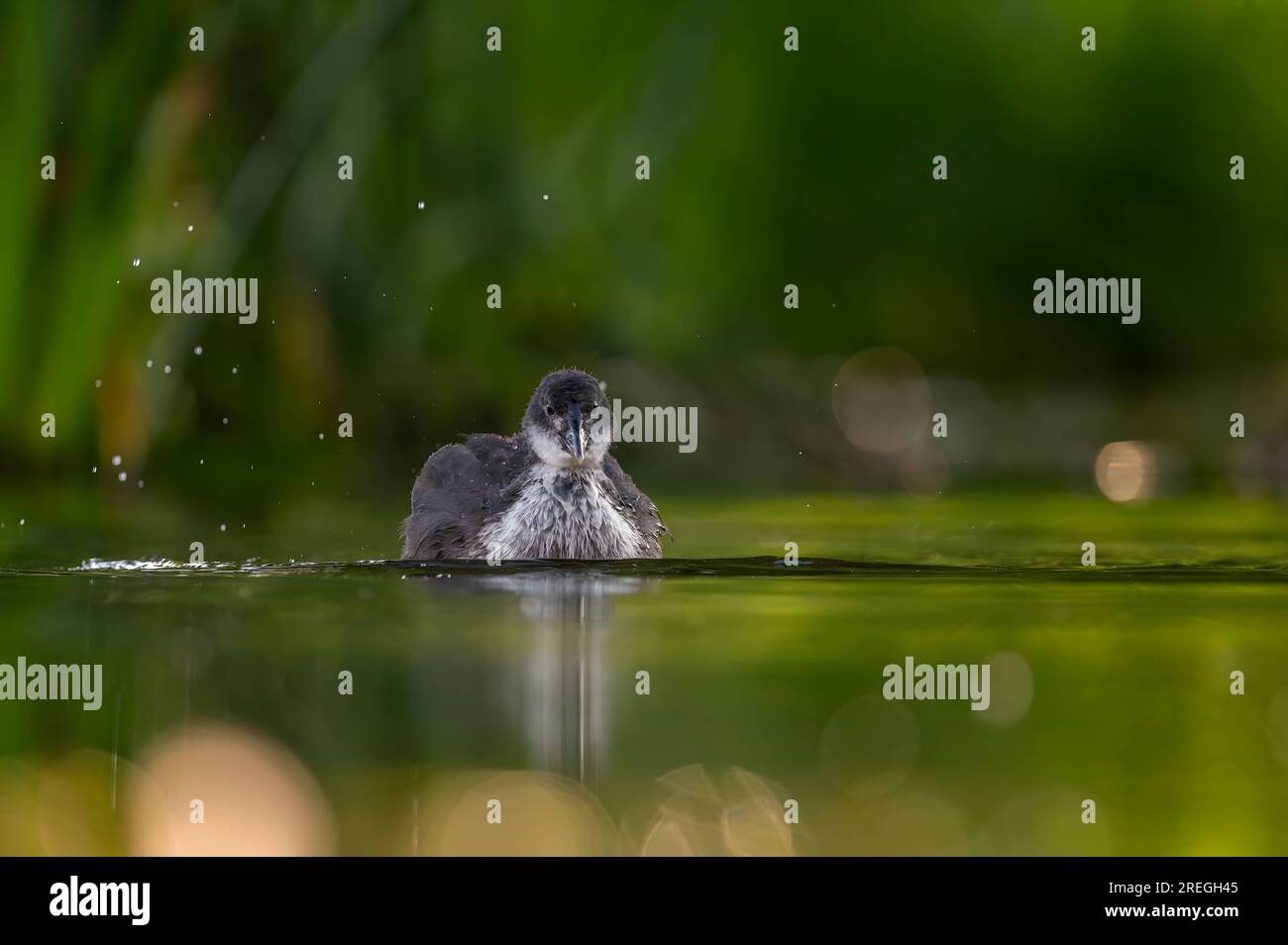 Baby common moorhen on the water, beautifully captured water Stock ...