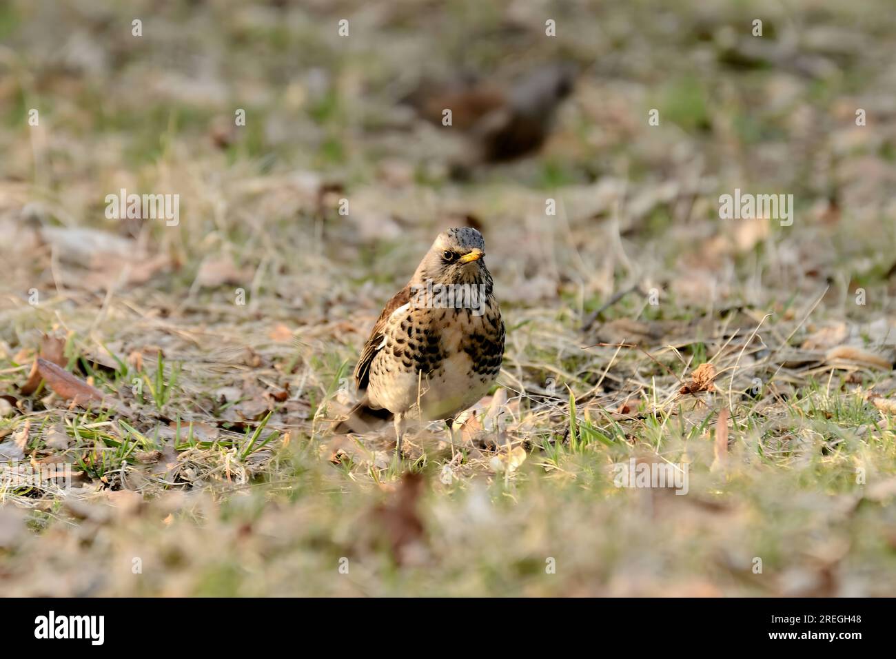 Fieldfare on the ground around dry leaves Stock Photo - Alamy