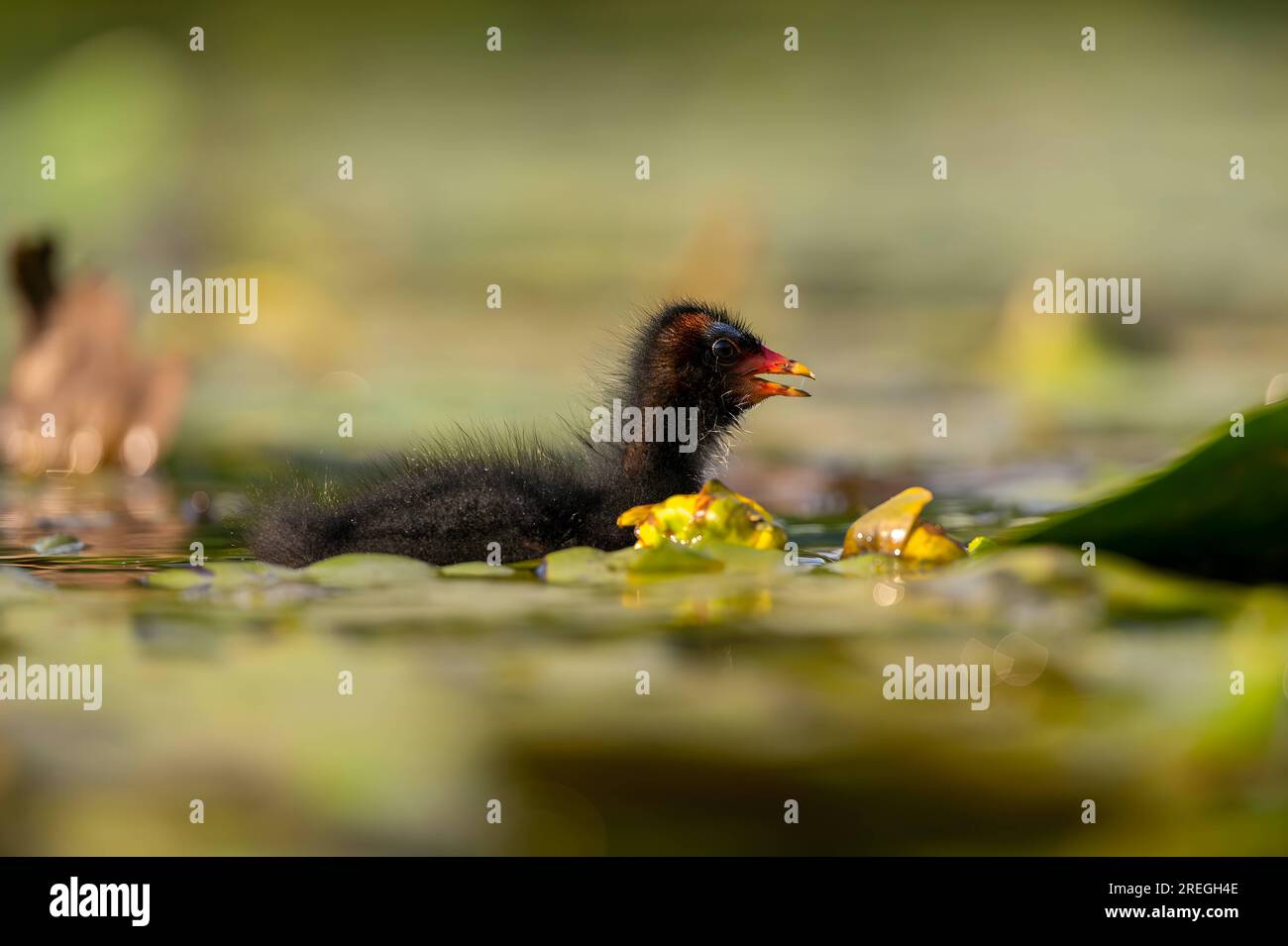 Baby common moorhen on the water, beautifully captured water Stock ...