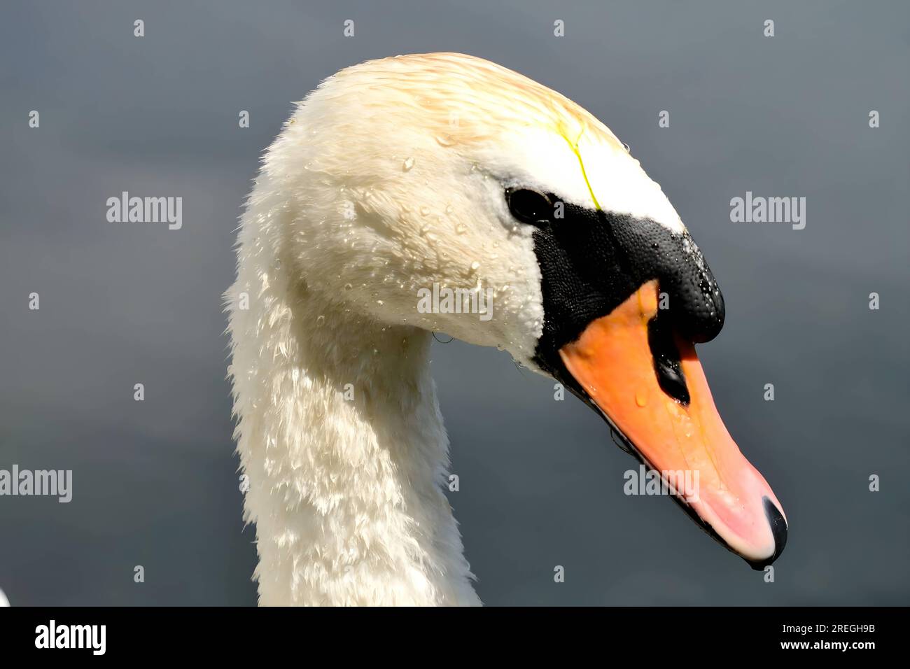 Animals bird mute swan hi-res stock photography and images - Alamy