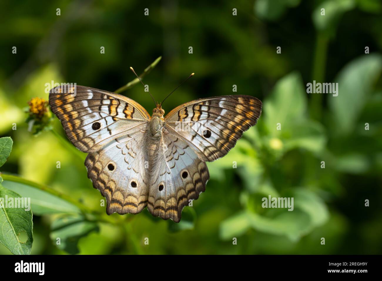 Top magnified view of a butterfly on a flower Stock Photo - Alamy