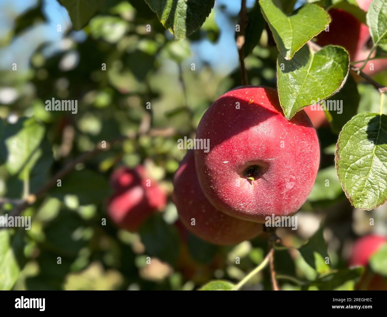 Countryside orchard autumn hi-res stock photography and images - Alamy