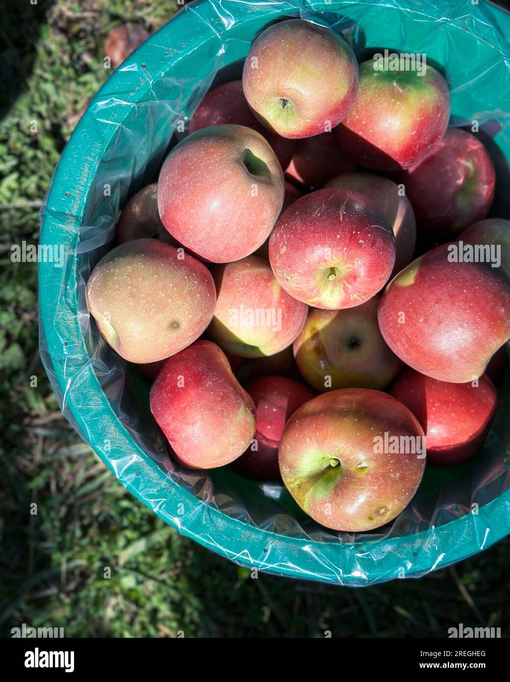 Bucket of apple hi-res stock photography and images - Alamy