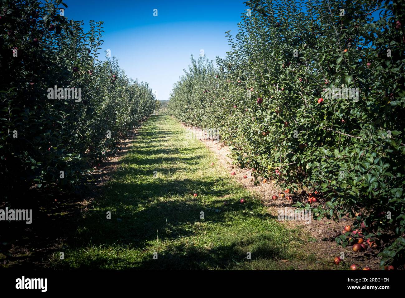 Fall orchard hi-res stock photography and images - Alamy