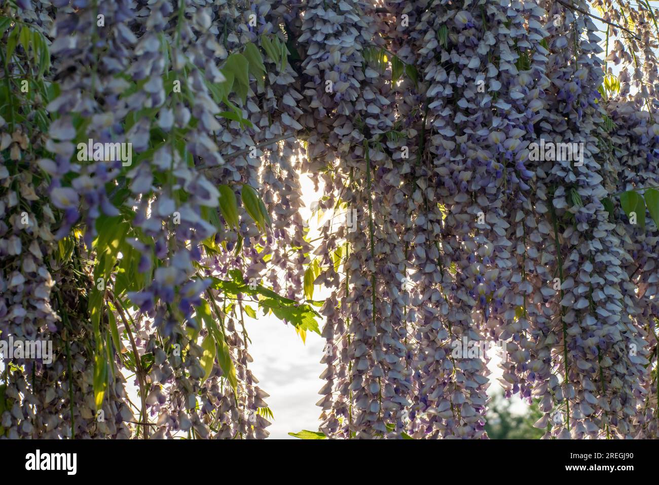 Wisteria on sunny wall hi-res stock photography and images - Alamy