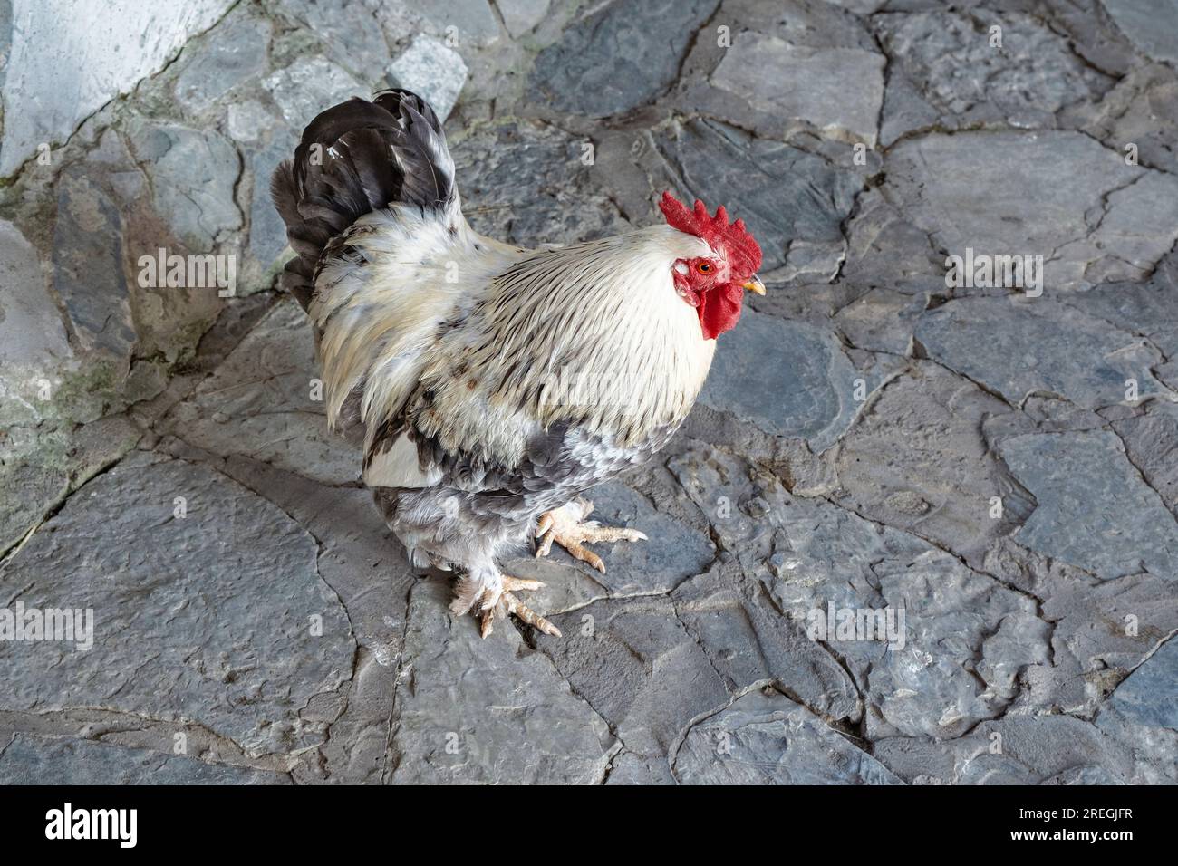 Beautiful rooster.Agriculture.Chickens.Rooster walking.Animal farm ...
