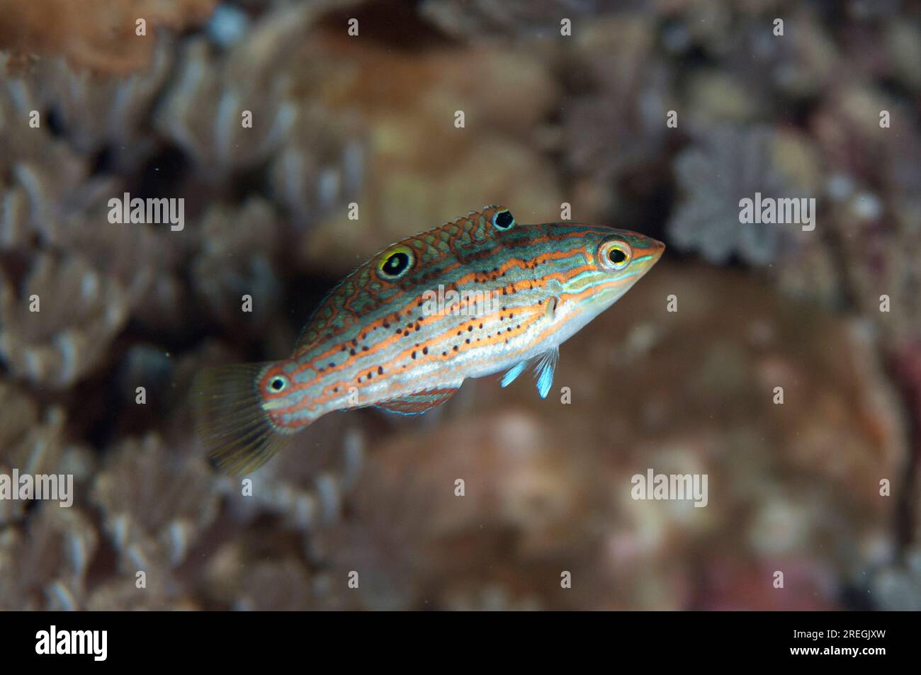 Female Saowisata Wrasse, Halichoeres binotopsis, Bomber dive sire ...