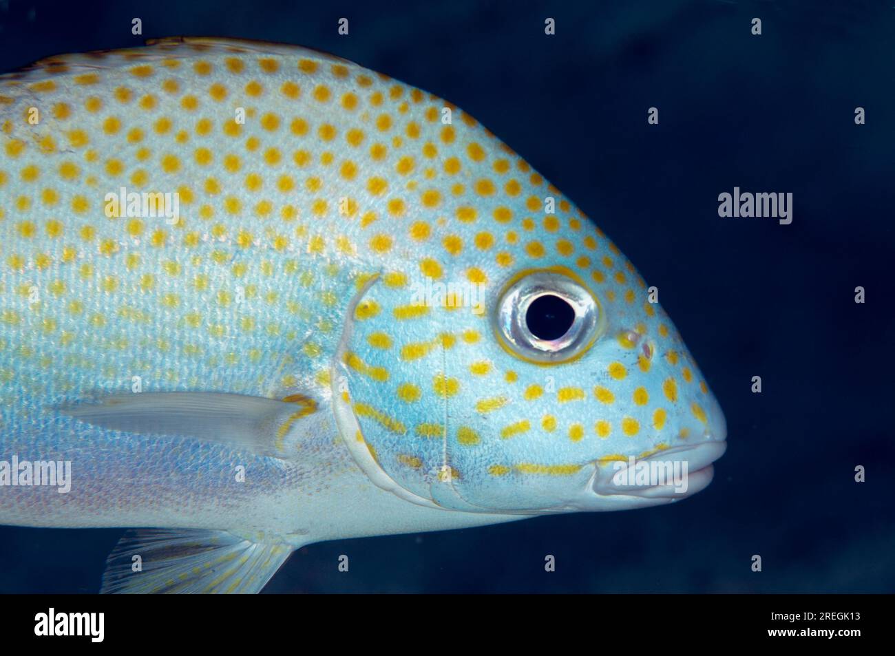 Subadult Painted Sweetlips, Diagramma pictum, Mioskon dive site ...