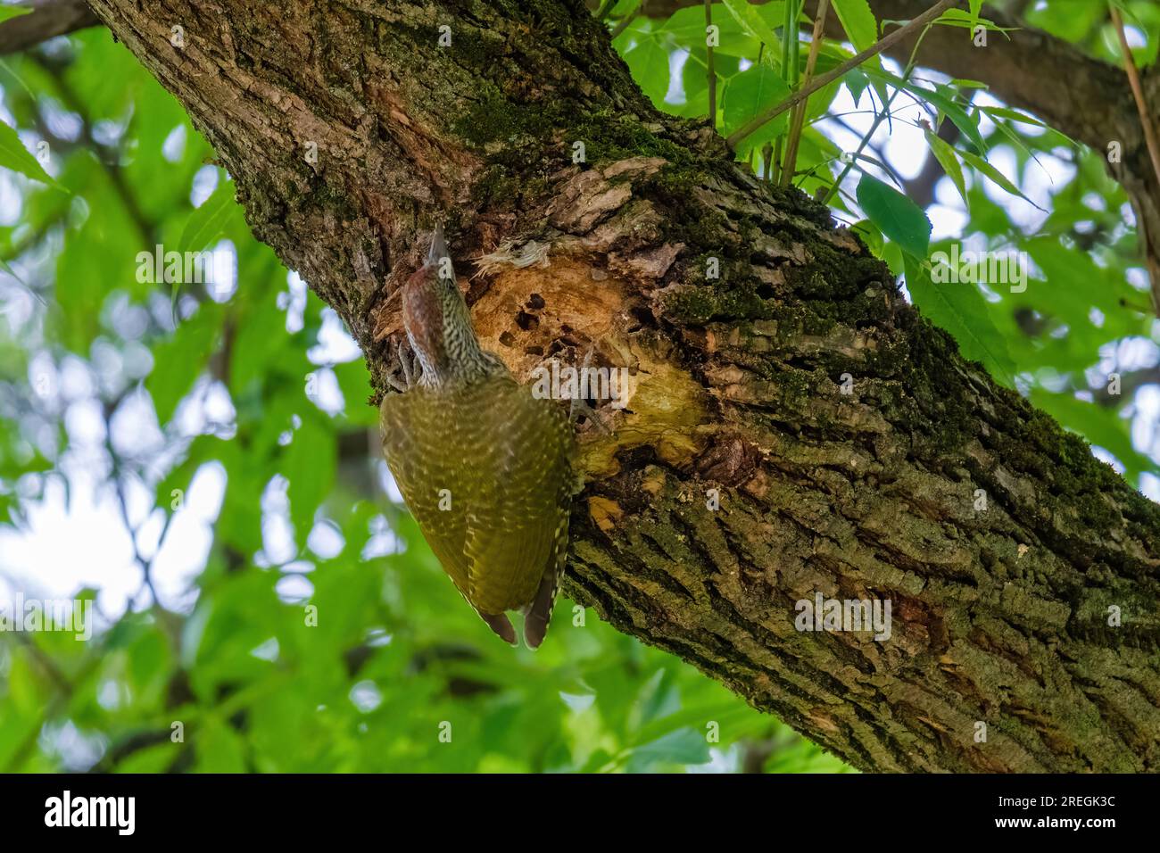 european green woodpecker perching in a tree (Picus Viridis Stock Photo ...