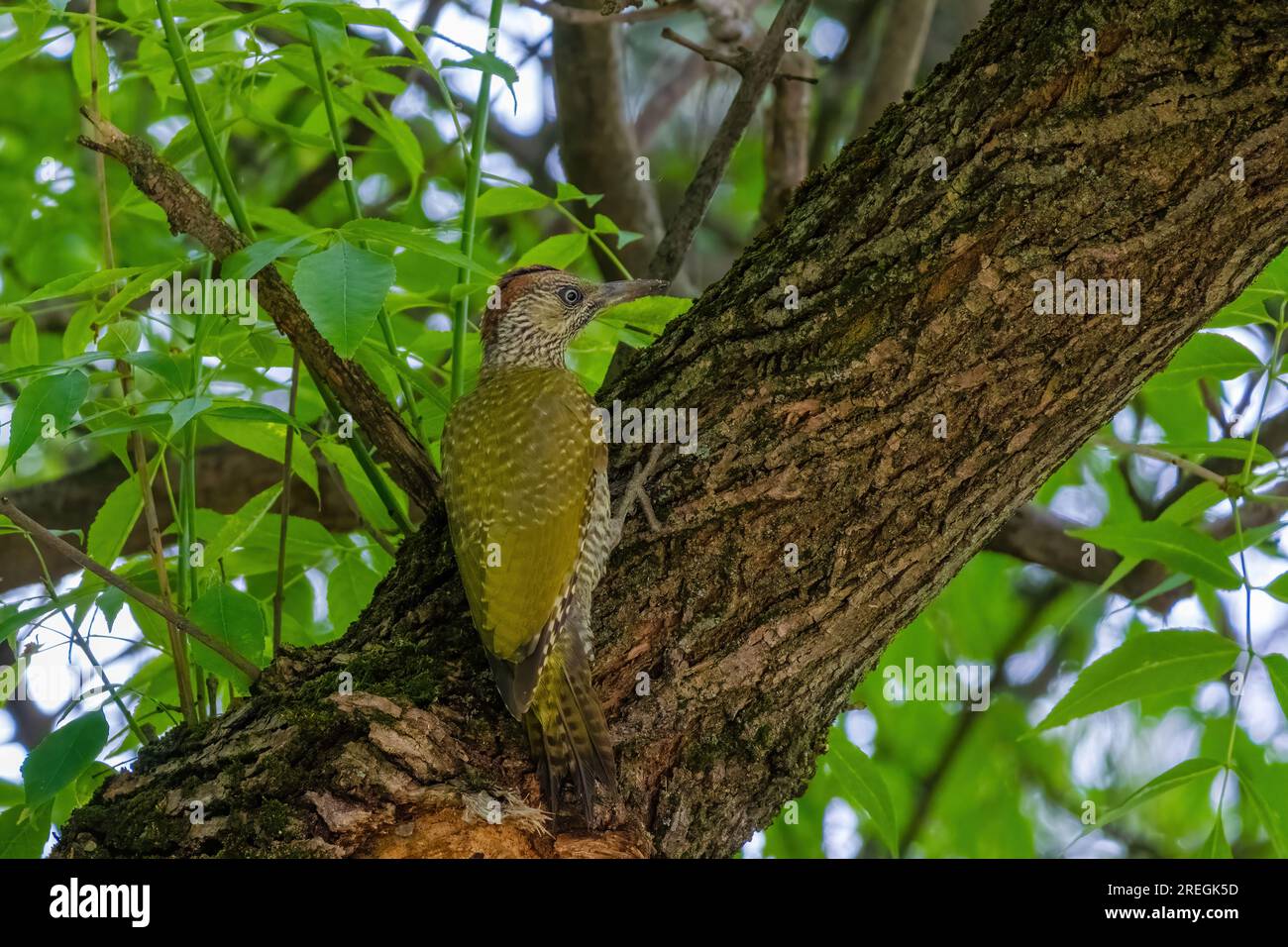 european green woodpecker perching in a tree (Picus Viridis Stock Photo ...