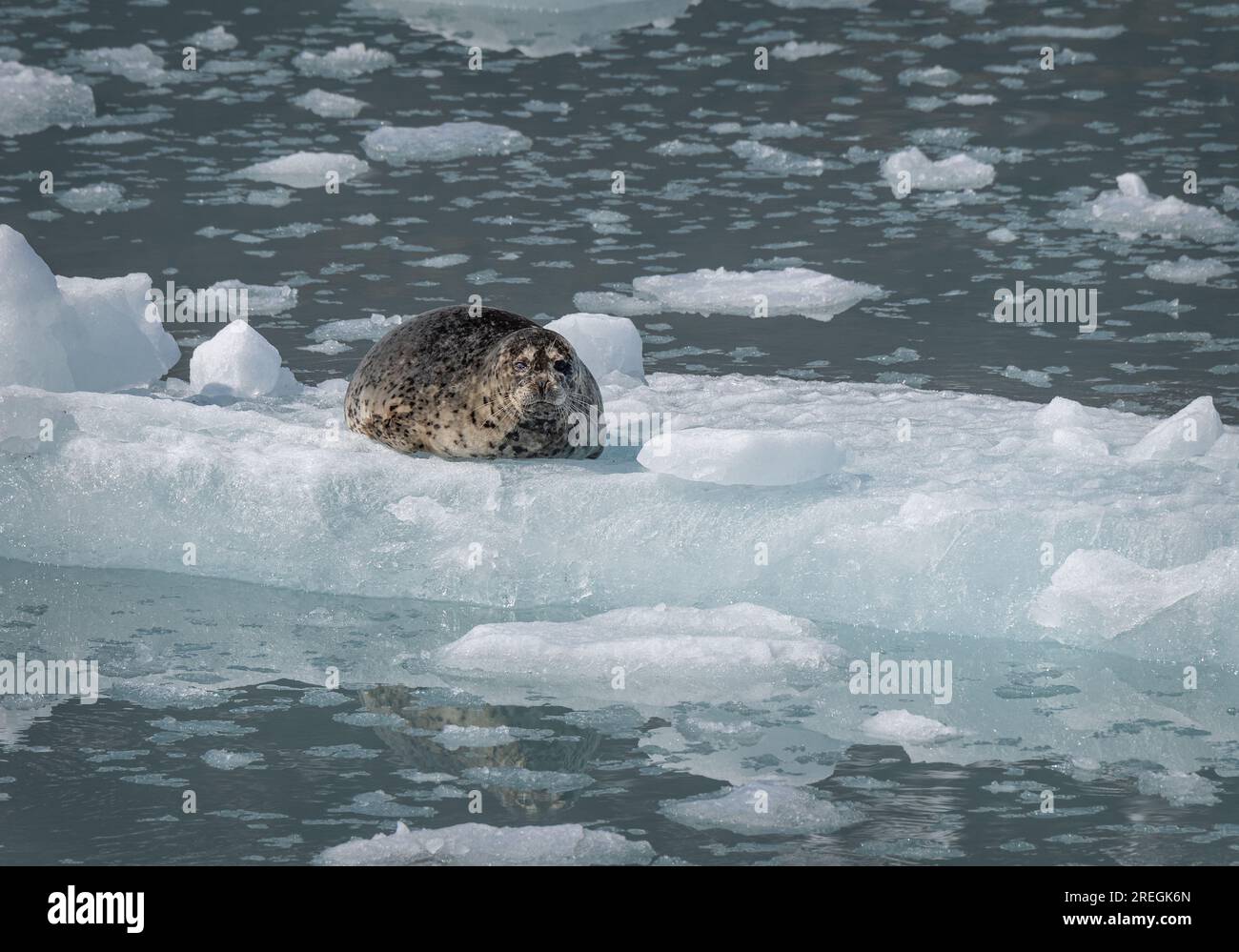 Harbour Seal on a growler (small iceberg) in an ice flow in College ...