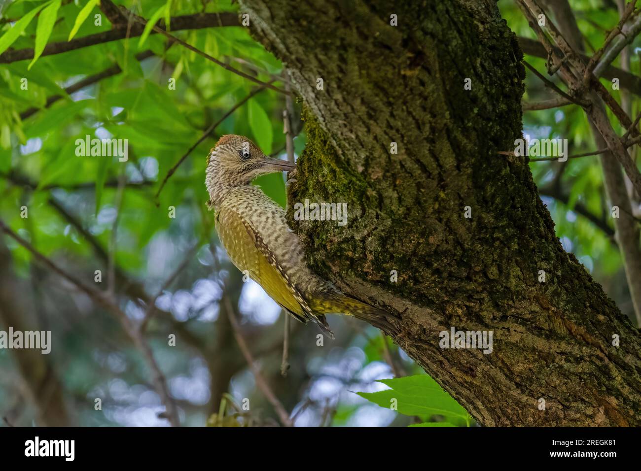 european green woodpecker perching in a tree (Picus Viridis Stock Photo ...