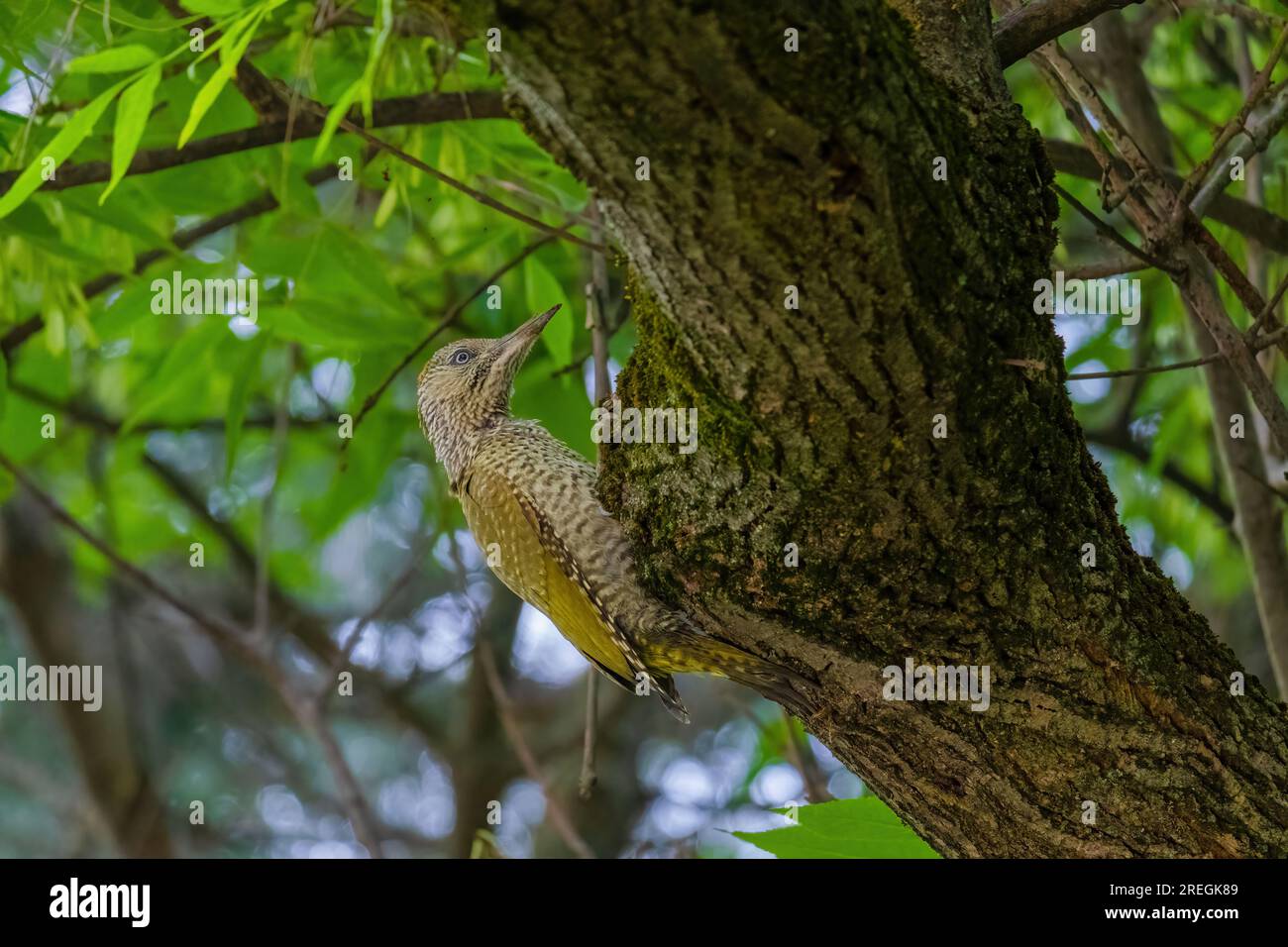 european green woodpecker perching in a tree (Picus Viridis Stock Photo ...