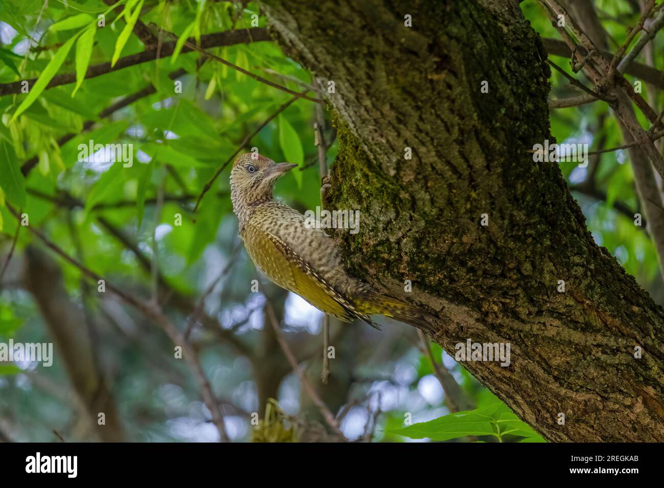 european green woodpecker perching in a tree (Picus Viridis Stock Photo ...