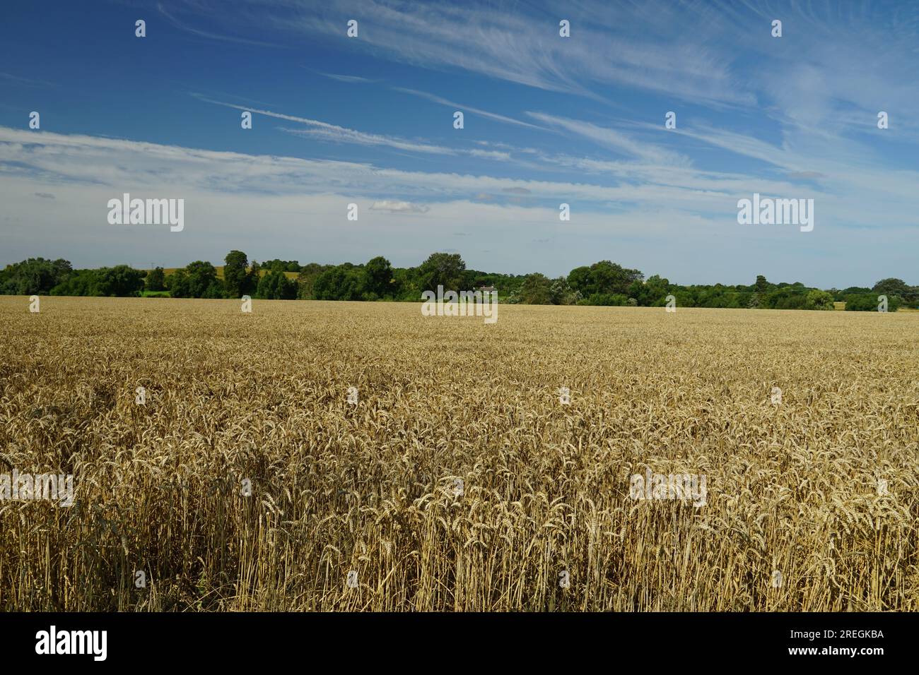 Golden field of ripe wheat, Cambridgeshire, UK Stock Photo - Alamy