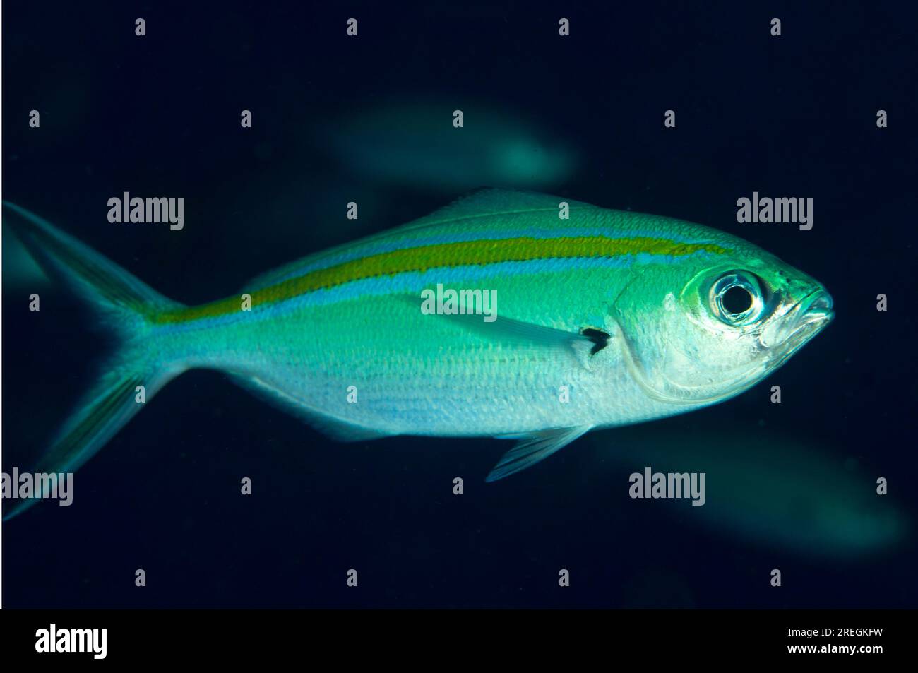 Scissortail Fusilier, Caesio caerulaurea, Mioskon, Dampier Straits ...