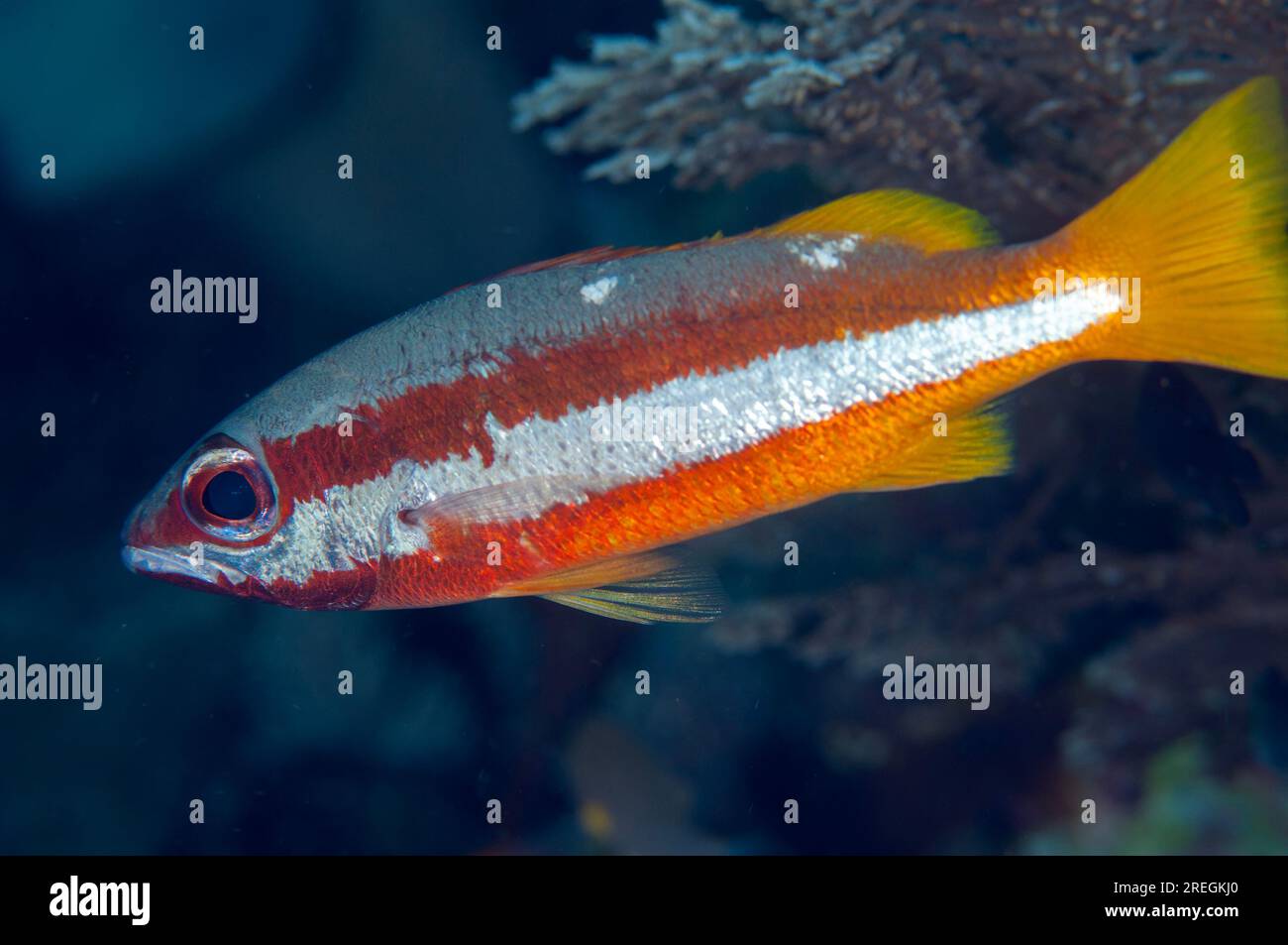 Two-spot Snapper, Lutjanus biguttatus, Mioskon, Dampier Straits, Raja ...