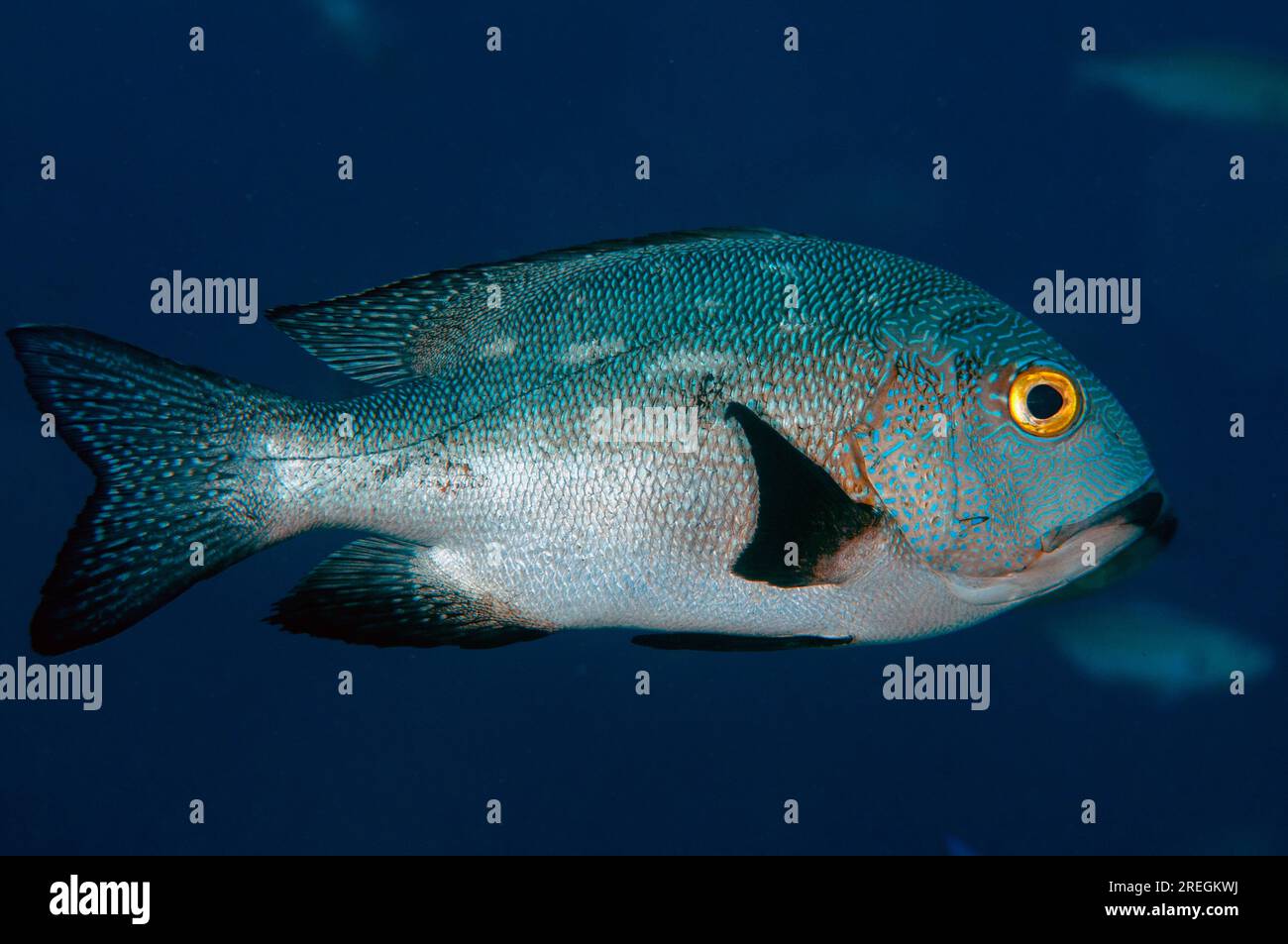 Midnight Snapper, Macolor macularis, Mioskon dive site, Dampier Strait ...