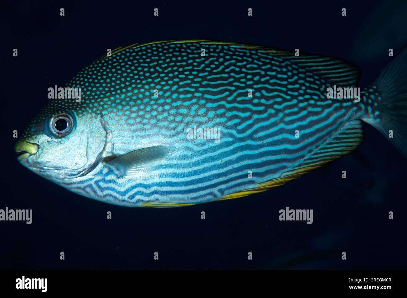 Java Rabbitfish, Siganus javus, Mioskon, Dampier Strait, Raja Ampat ...