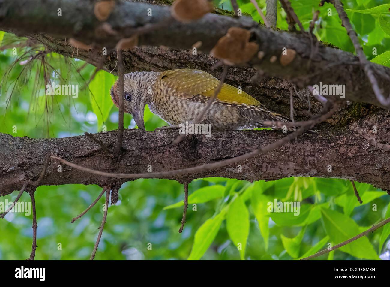 european green woodpecker perching in a tree (Picus Viridis Stock Photo ...
