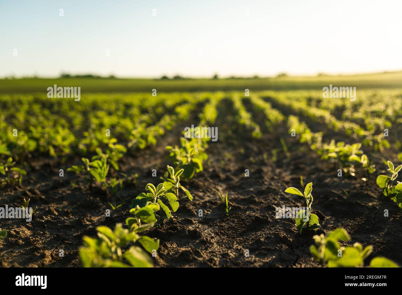 Landscape of a field of young sprouts of soybean shoots. Rows of soy ...