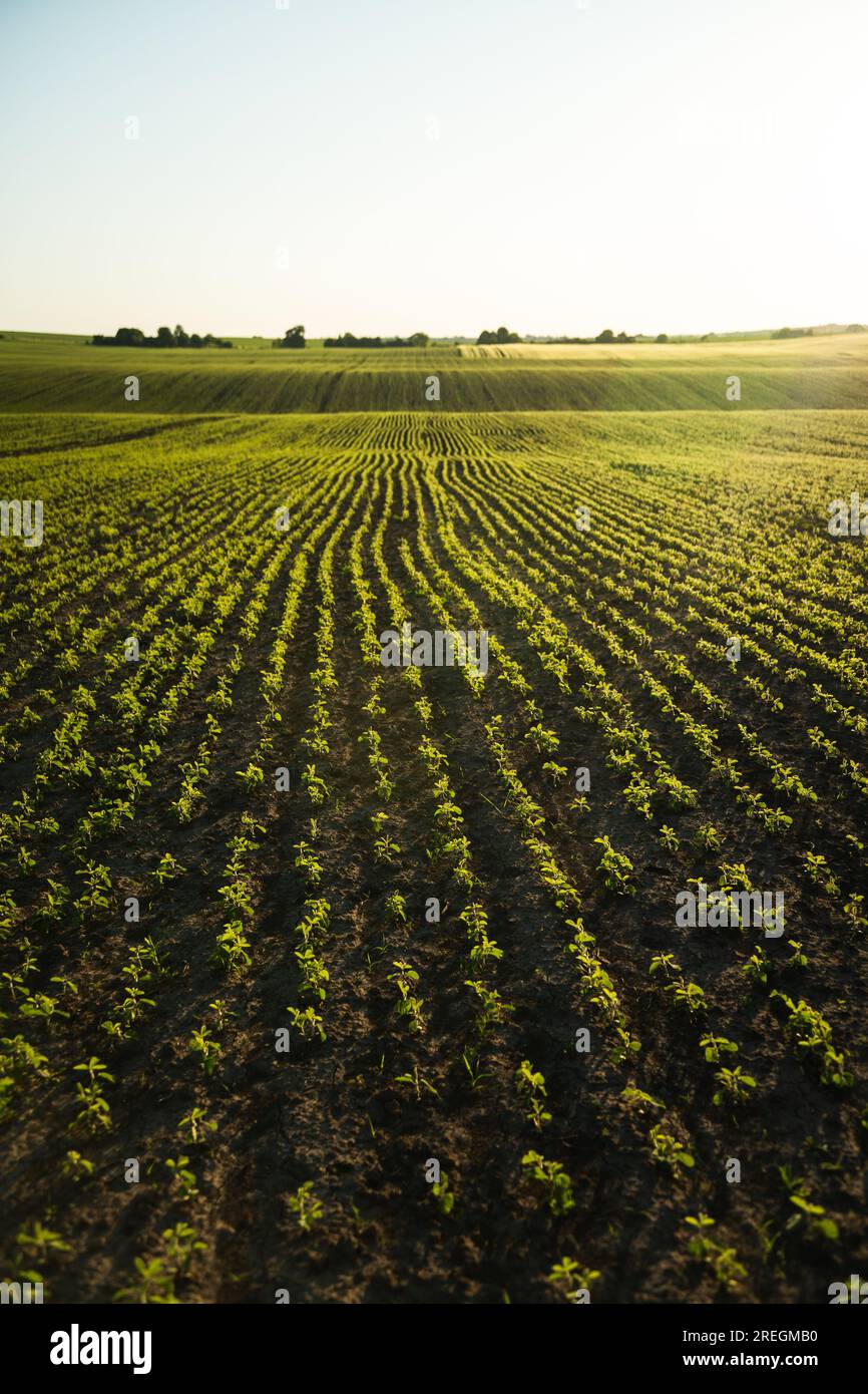 Agraian field of rows young soybean shoots. Rows of soy plants on an ...