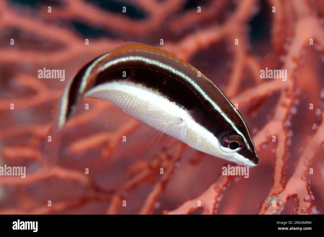 Coris pictoides hi-res stock photography and images - Alamy