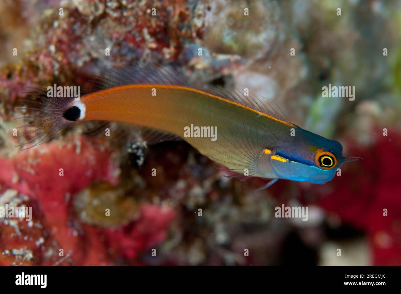 Tailspot Blenny, Ecsenius stigmatura, Friwinbonda, Dampier Strait, Raja ...