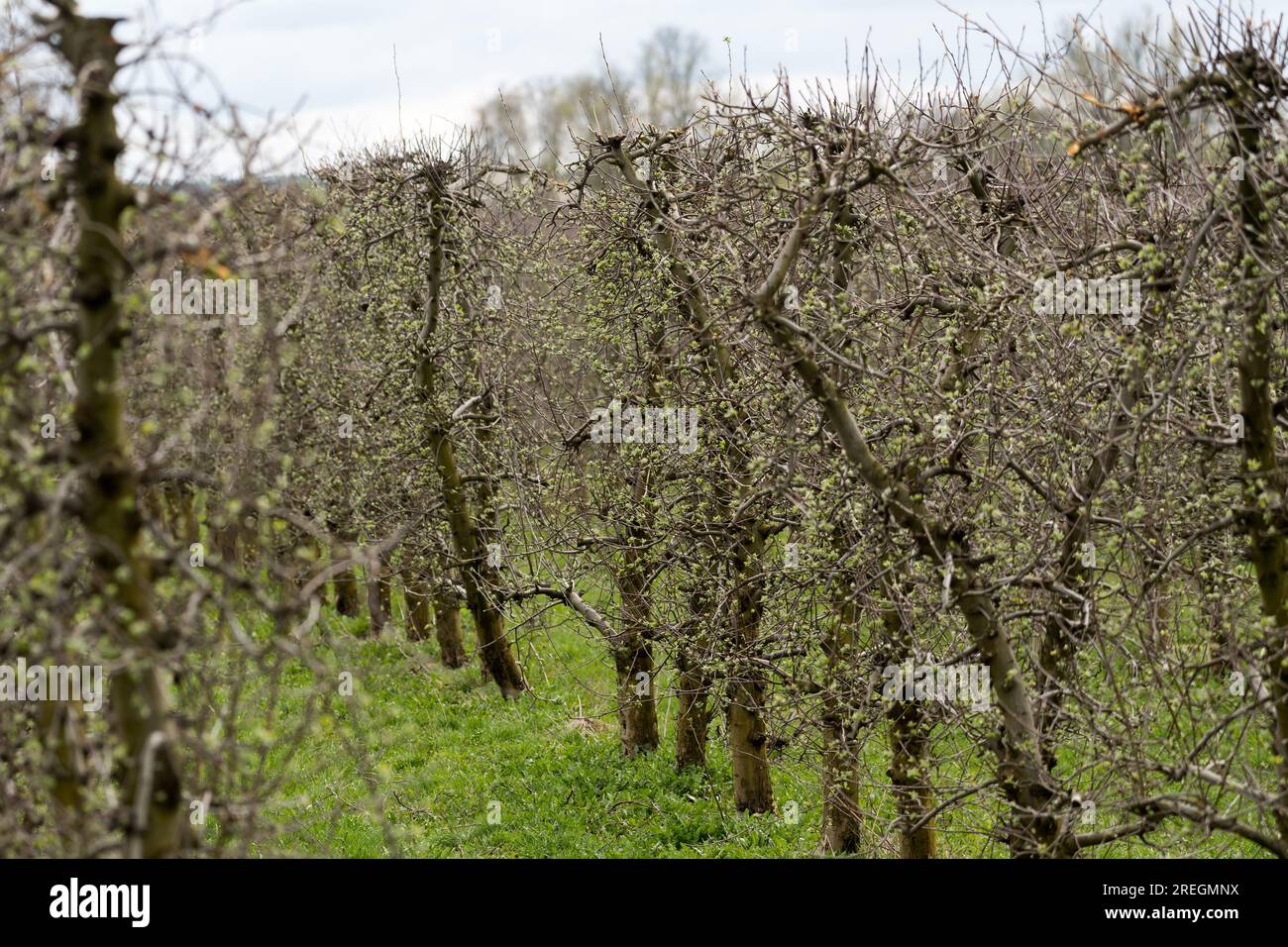 Apple tree plantation in Czersk, Poland © Wojciech Strozyk / Alamy ...
