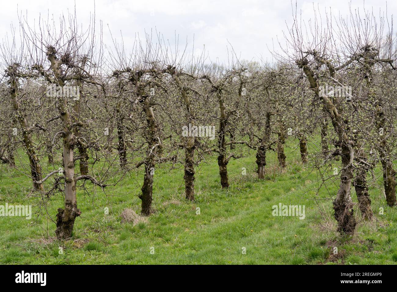 Apple tree plantation in Czersk, Poland © Wojciech Strozyk / Alamy ...