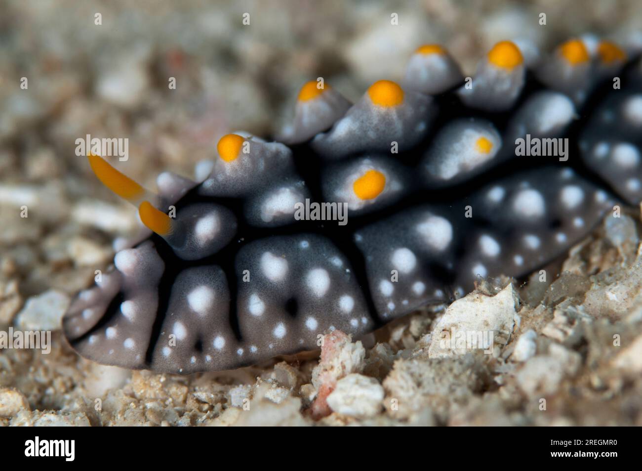 Elegant Phyllidia Nudibranch, Phyllidia elegans, on sand, Friwinbonda ...