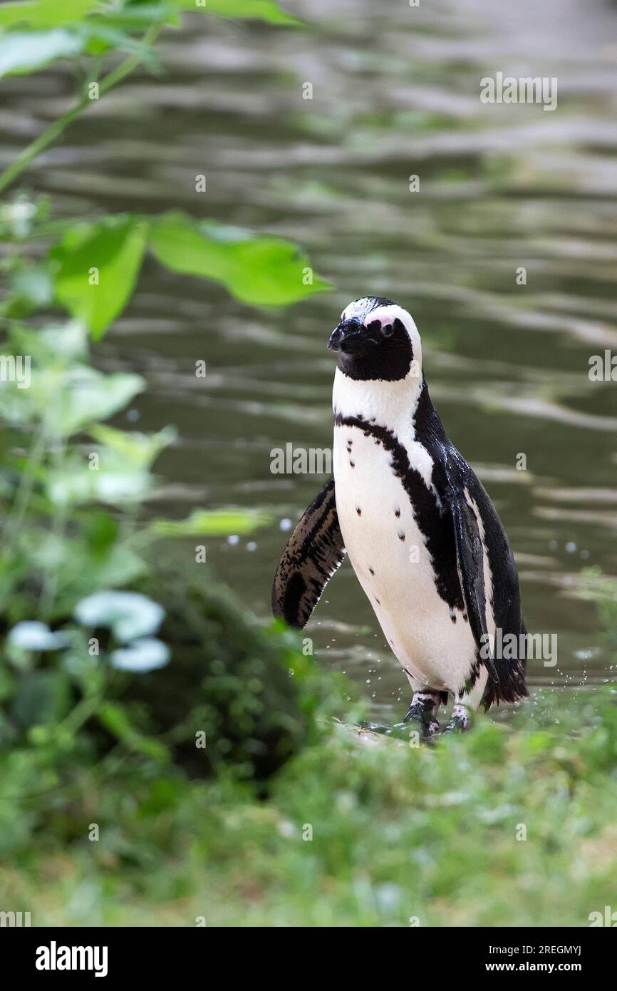 Closeup penguin hi-res stock photography and images - Alamy