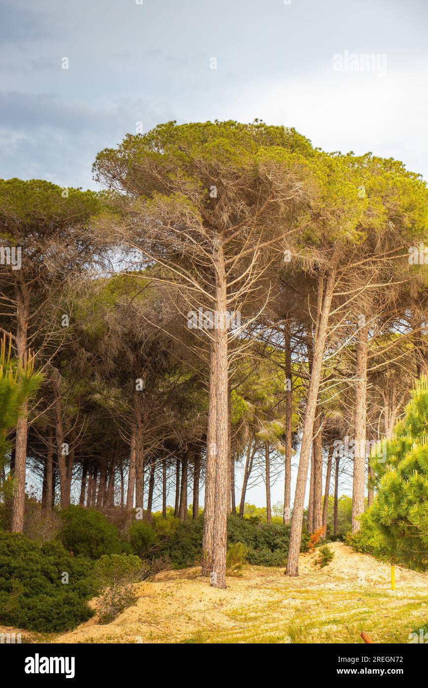 Shaded Retreat: Trees in a Arid Forest Stock Photo - Alamy